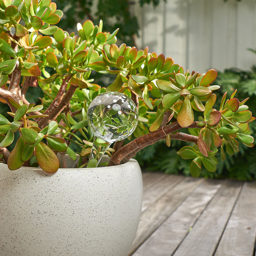 Plant Water Bubble – Annabel Trends